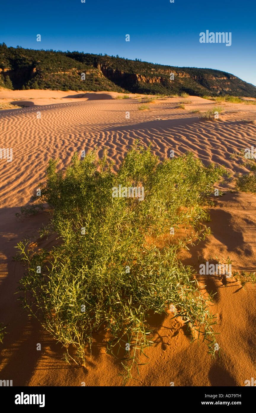 Wind patterns in sand at sunset Coral Pink Sand Dunes State Park near ...