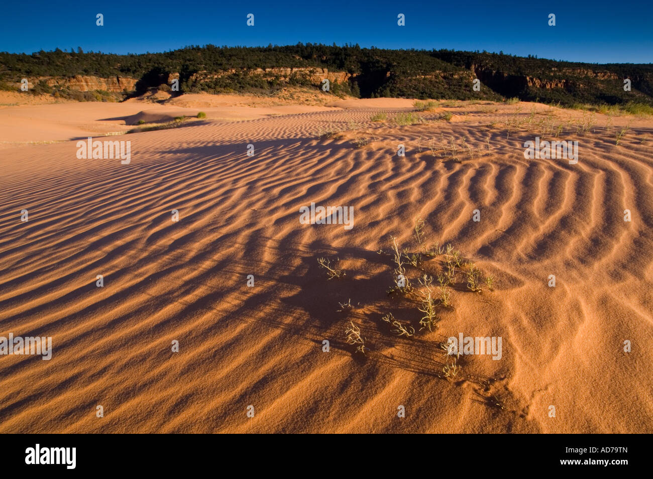 Wind patterns in sand at sunset Coral Pink Sand Dunes State Park near ...