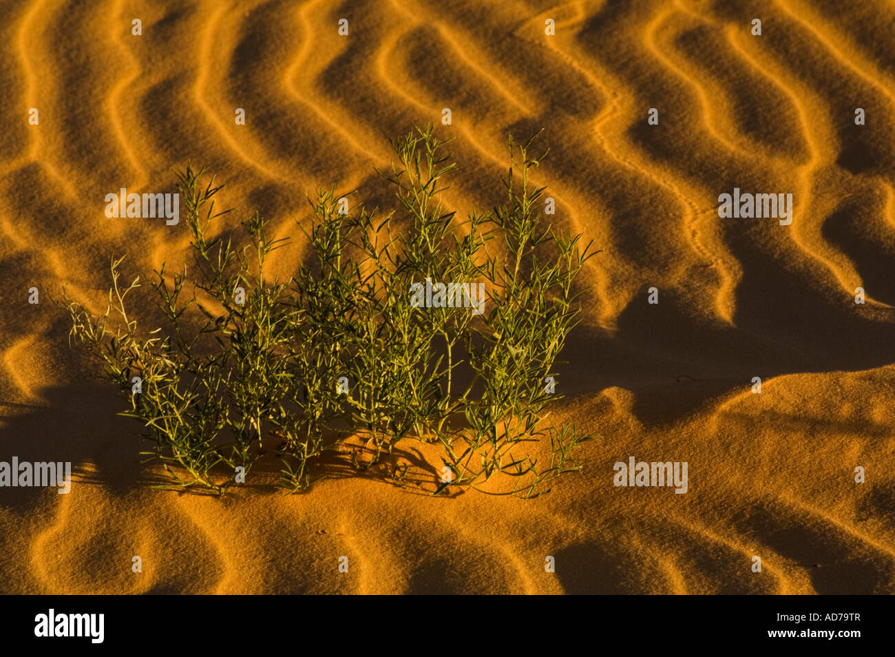 Wind patterns in sand at sunset Coral Pink Sand Dunes State Park near ...