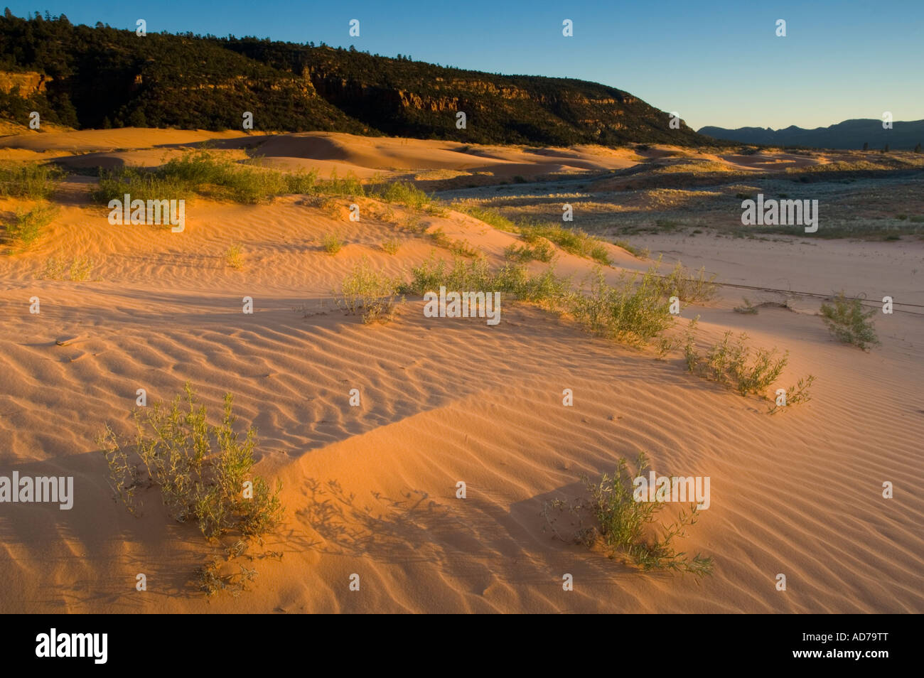 Sunset light at Coral Pink Sand Dunes State Park near Kanab Kane County ...