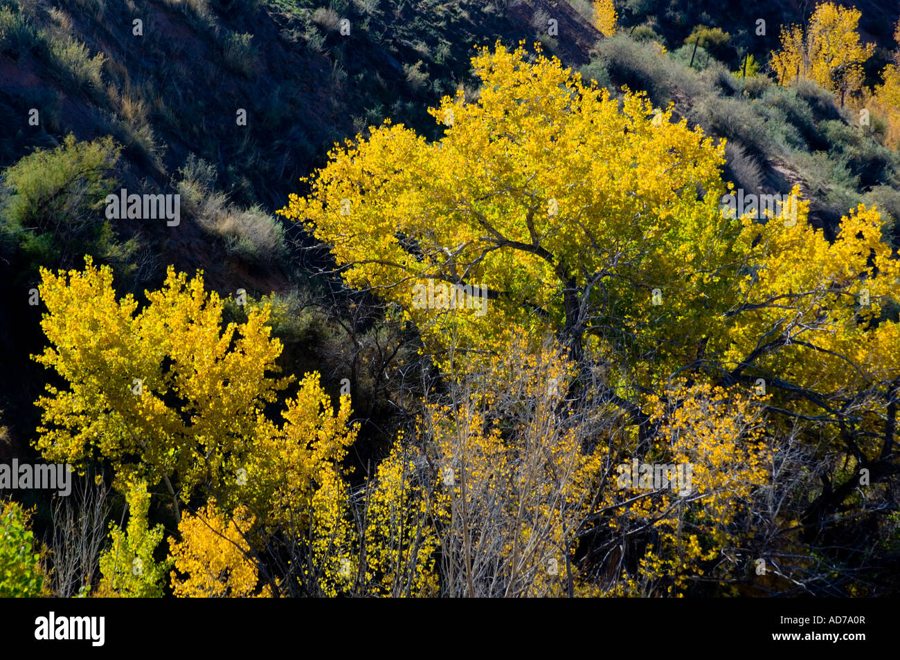 Fall colors on leaves and trees in wash in Kanab Kane County southern ...