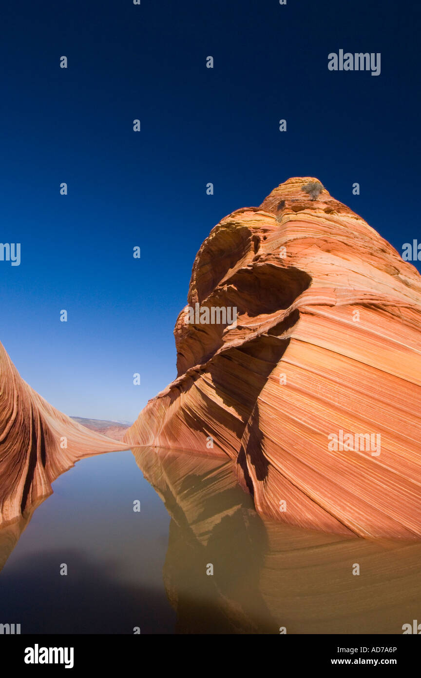 desert Water below striated sandstone The Wave Coyote Buttes Paria ...