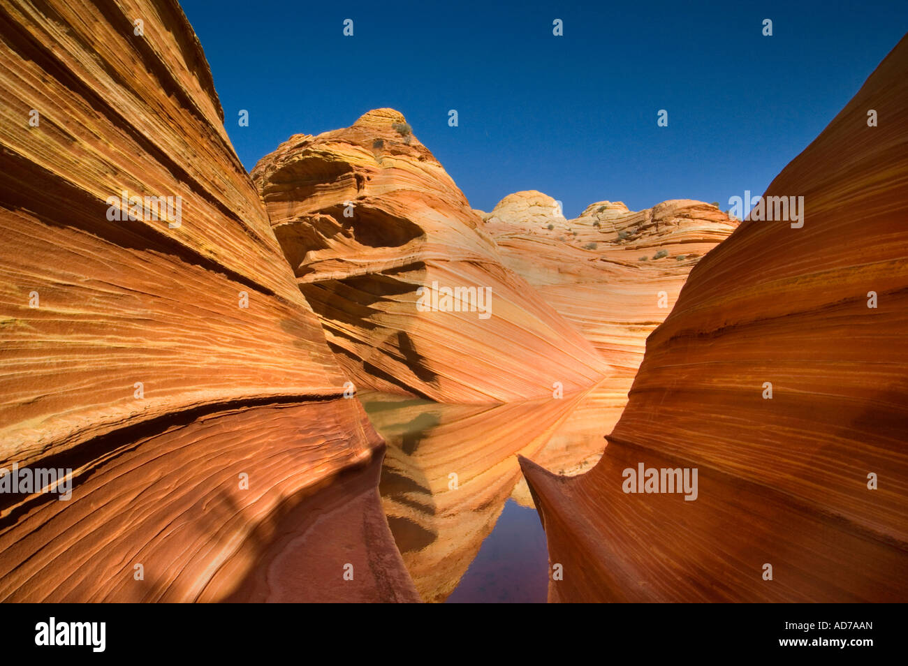 Striated sandstone reflected in seasonal pool of water The Wave Coyote ...