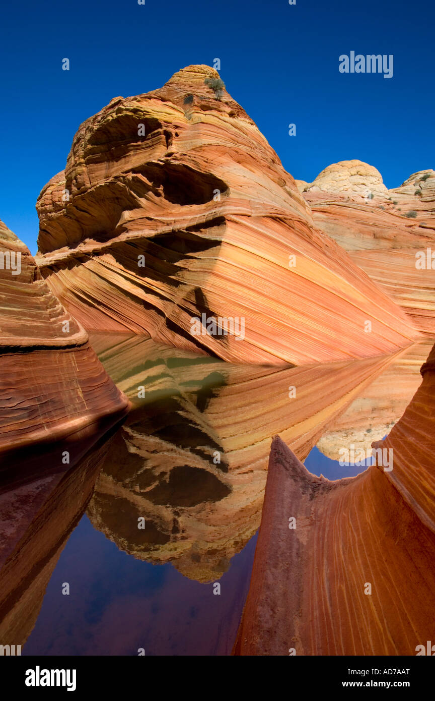 Striated sandstone reflected in seasonal pool of water The Wave Coyote ...