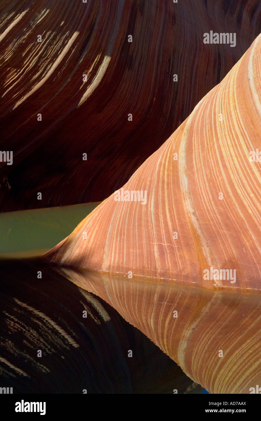 Striated sandstone reflected in seasonal pool of water The Wave Coyote ...