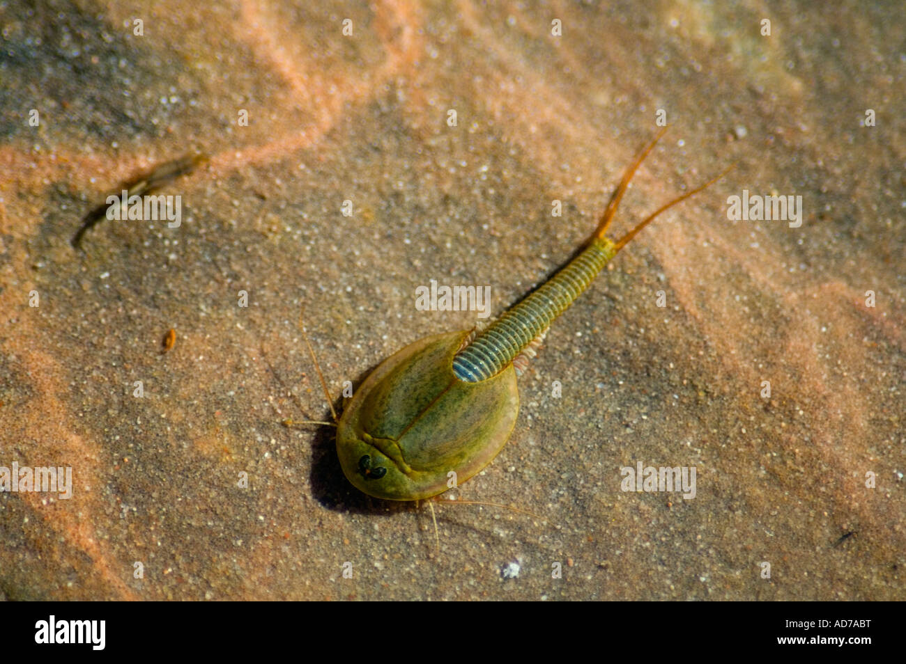 Tadpole Shrimp Triops crustaceans in pool of water in desert at Coyote ...