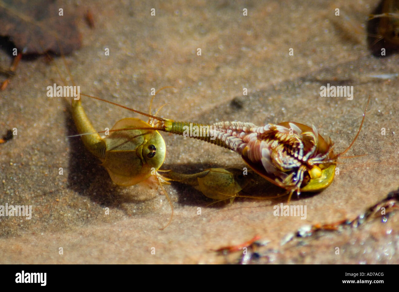 Tadpole Shrimp Triops crustaceans in pool of water in desert at Coyote ...