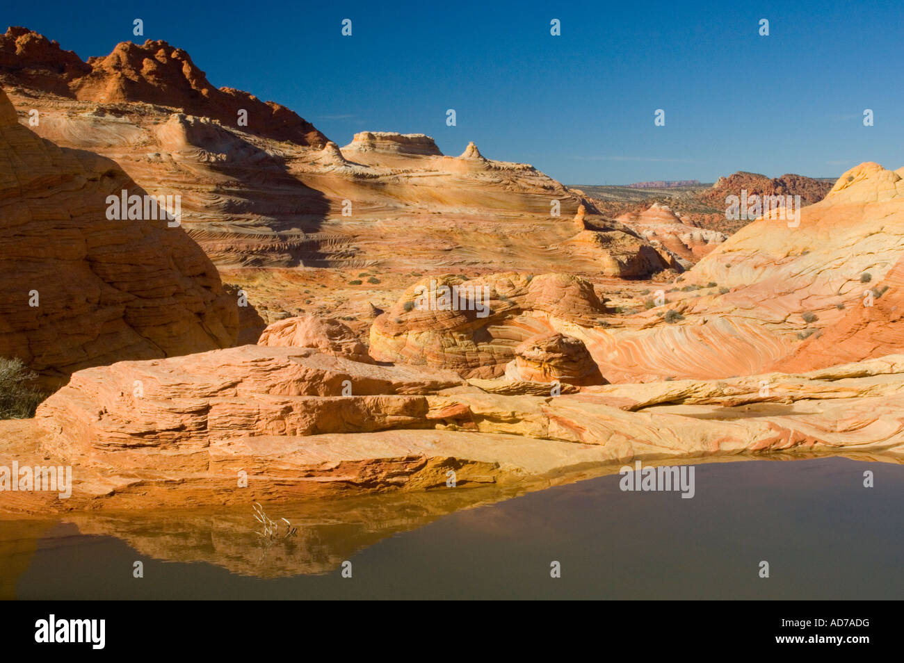 Seasonal pool of water at The Wave Coyote Buttes Paria Canyon Vermilion ...