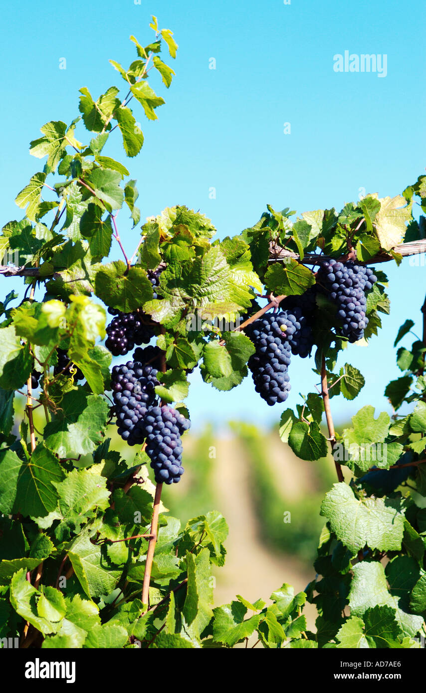 grapes in vineyard Stock Photo - Alamy