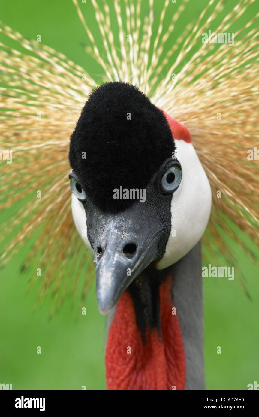 Front Portrait of a Crowned Crane with beautiful colours Stock Photo ...