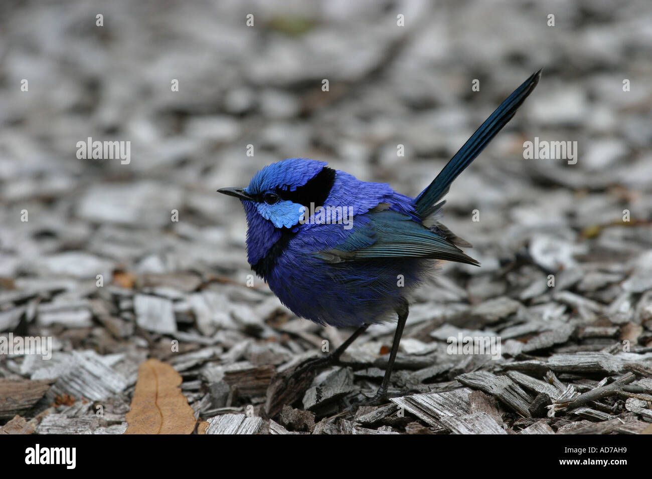 Male Blue Splendid Fairy Wren in beautiful blue plummage breeding ...