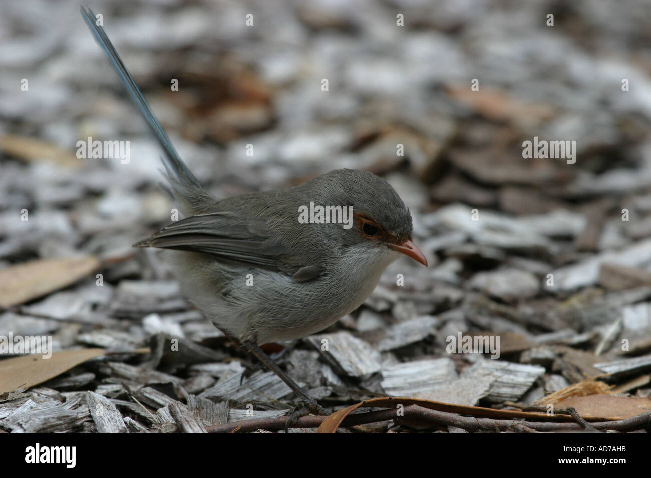 Female Splendid Fairy Wren in breeding season Foraging for food Stock ...