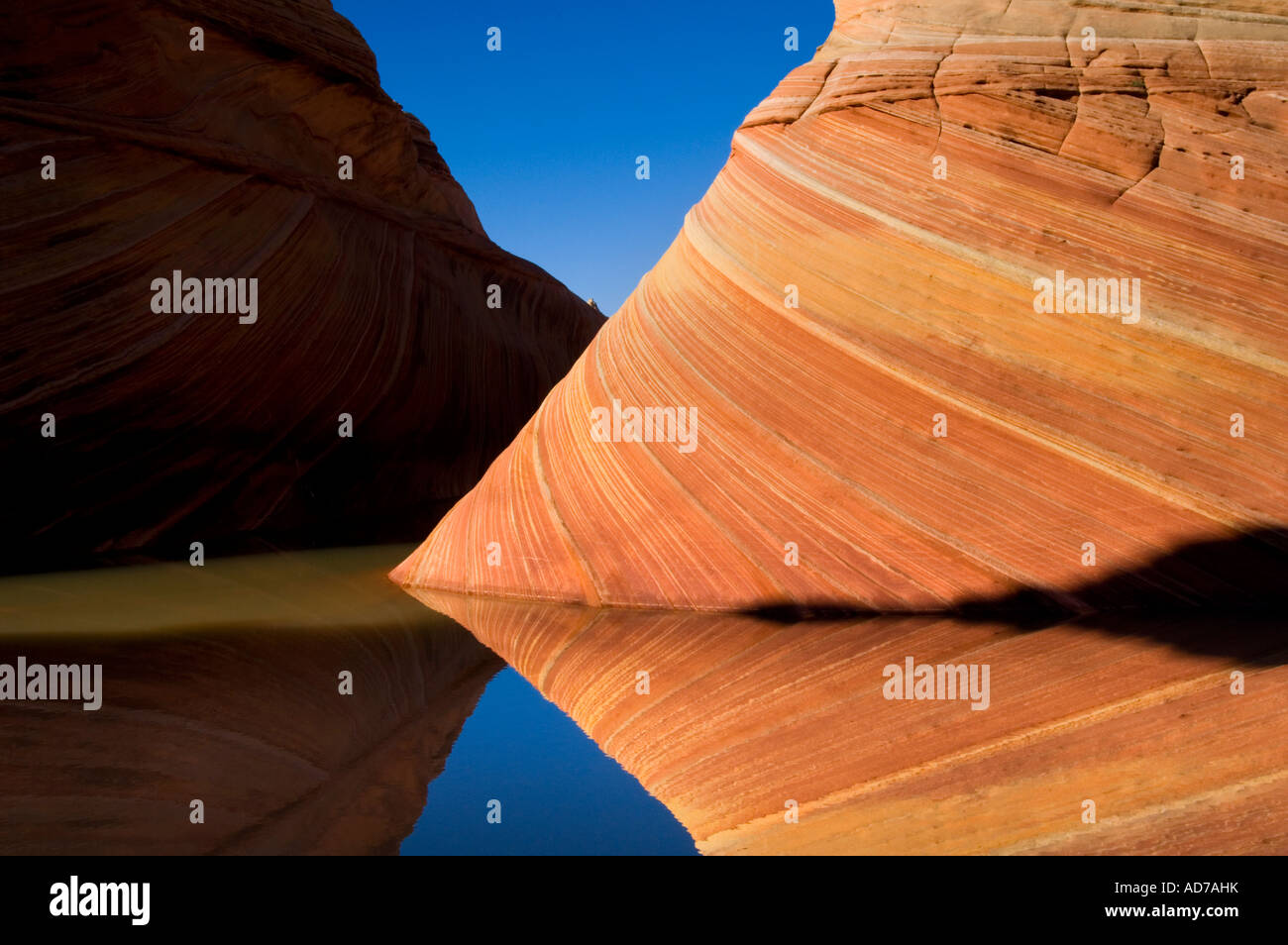 Striated sandstone reflected in water at The Wave Coyote Buttes Paria ...