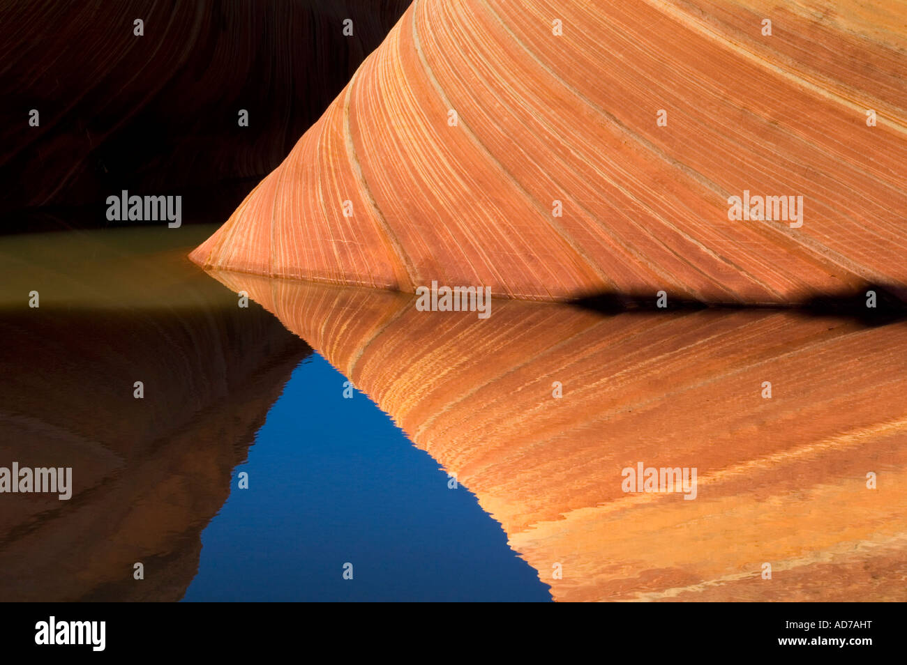 Striated sandstone reflected in water at The Wave Coyote Buttes Paria ...