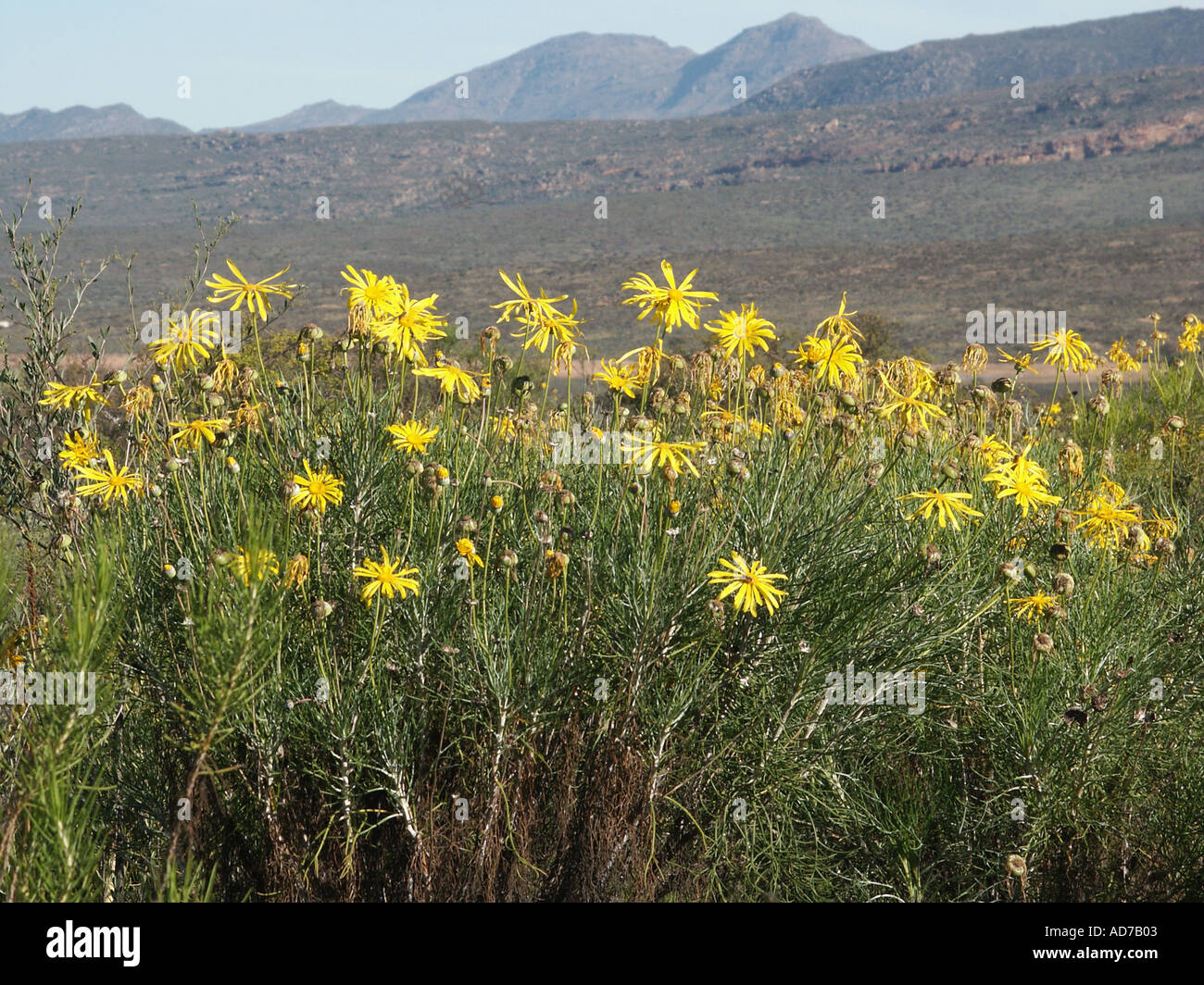 Euryops speciosissimus Clanwilliam Daisy Harpuisbos Asteraceae Stock ...