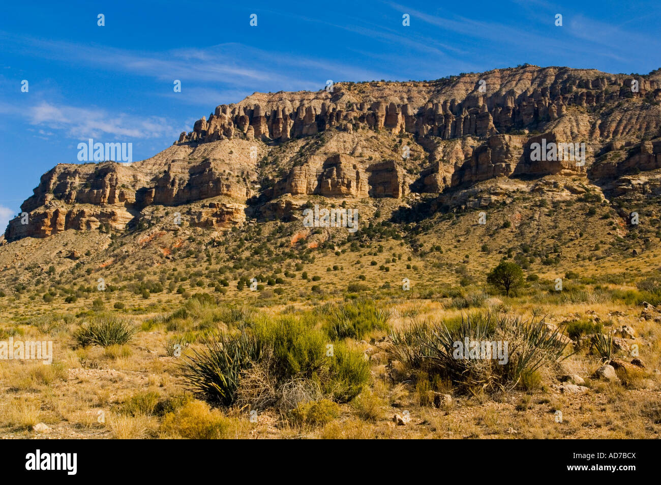 High desert flora on plateau at the Grand Canyon Parashant National ...