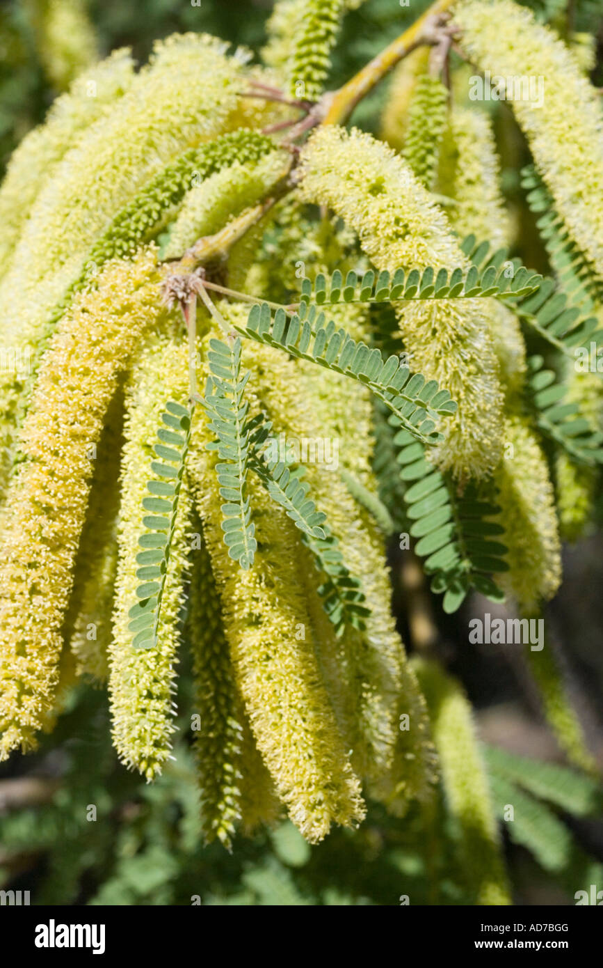 Velvet mesquite hi-res stock photography and images - Alamy