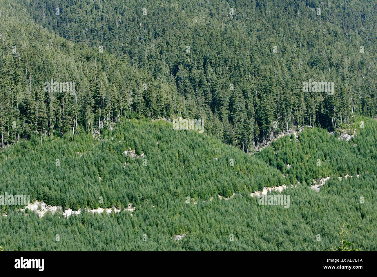 Replanted forest hi-res stock photography and images - Alamy