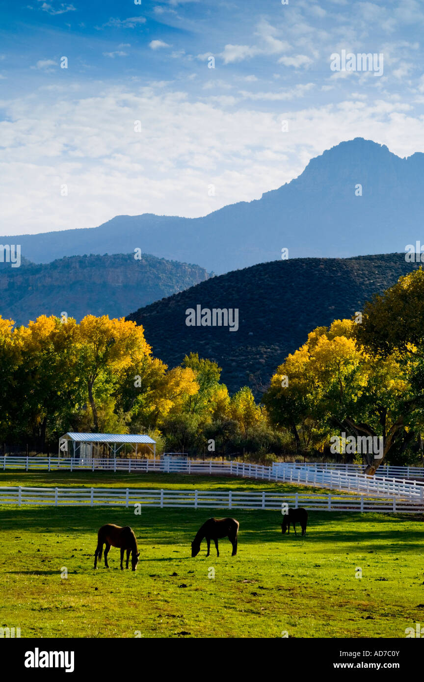 Cottonwood trees in fall next to horses ranch corral pasture near ...