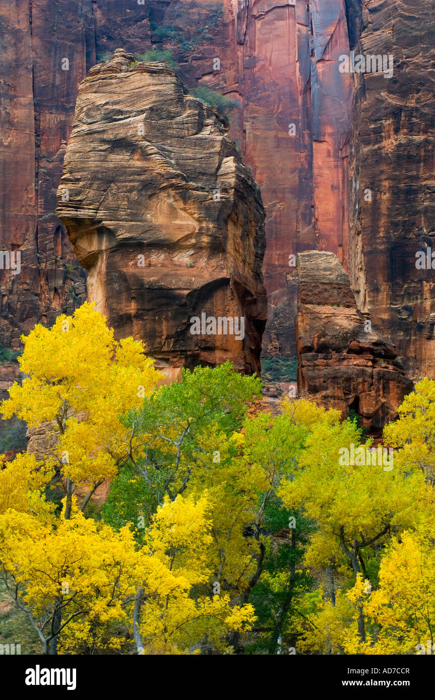 Fall foliage on trees below red rock cliffs and The Pulpit Zion Canyon ...