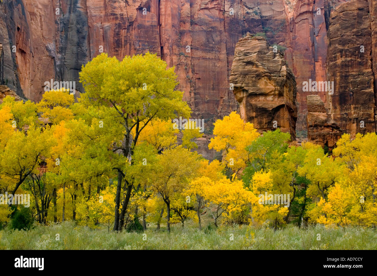 Jagged tree branches hi-res stock photography and images - Alamy