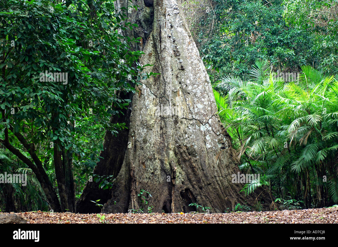 Trunk of gigantic tree in the tropical rainforest Amazonia Brazil Stock ...