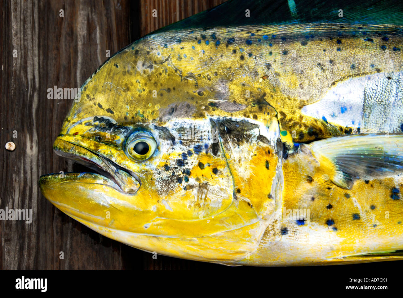 Why Is Mahi Mahi Called A Dolphin Fish? – HHCT