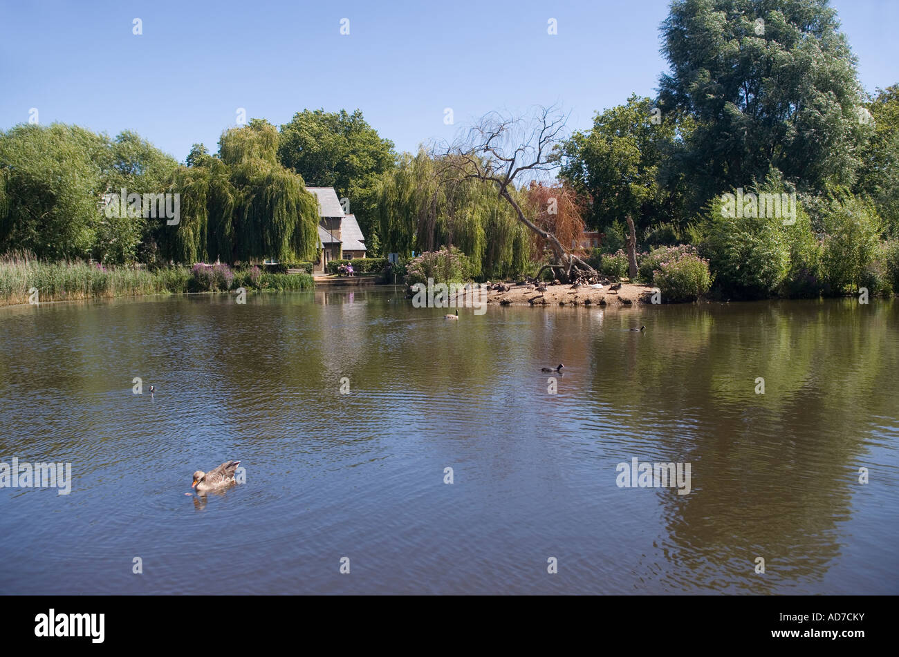 Barnes pond hi-res stock photography and images - Alamy