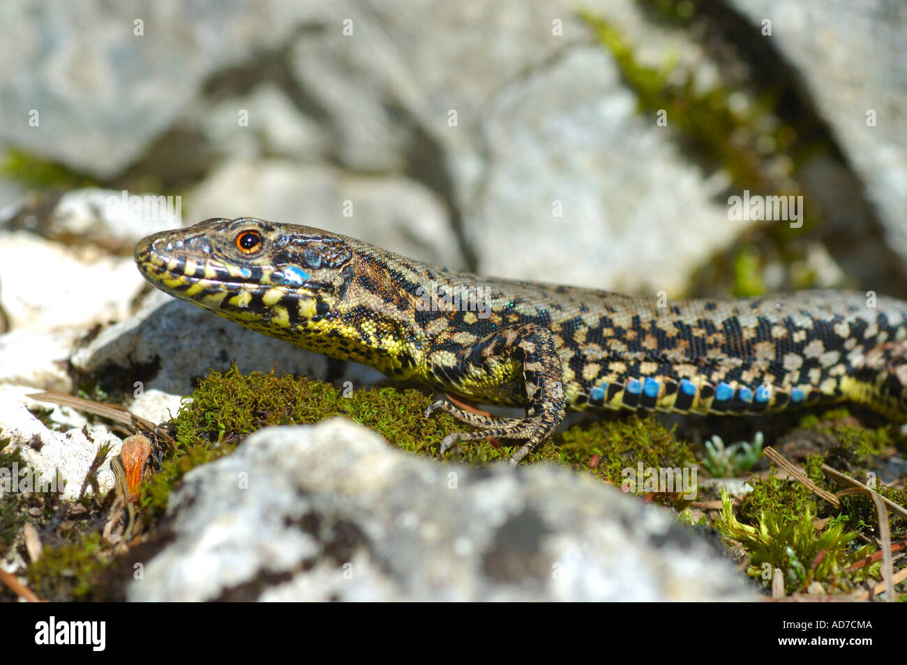 Male Wall Lizard Podarcis muralis Stock Photo - Alamy