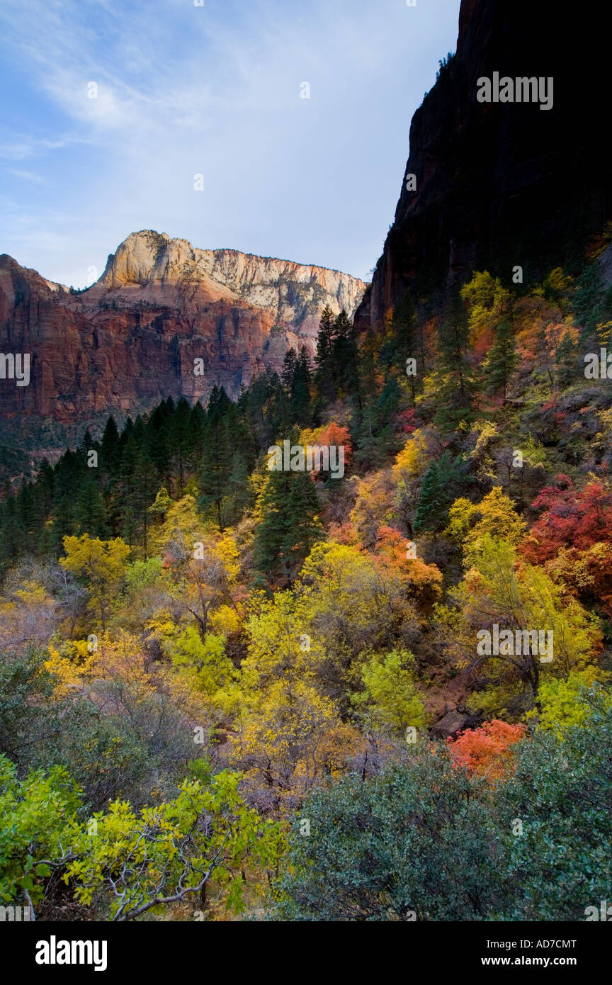 Fall colors on trees below cliffs in Zion Canyon Zion National Park ...
