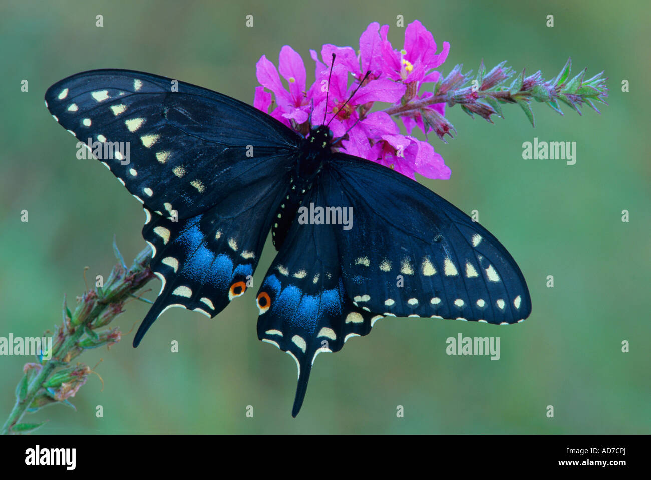 Attract nectar eating insects hi-res stock photography and images - Alamy