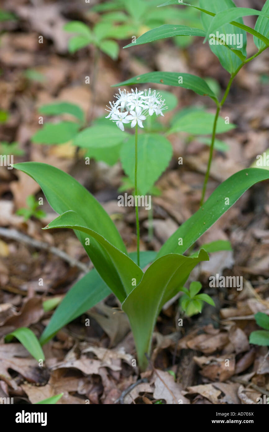 Clintonia hi-res stock photography and images - Alamy