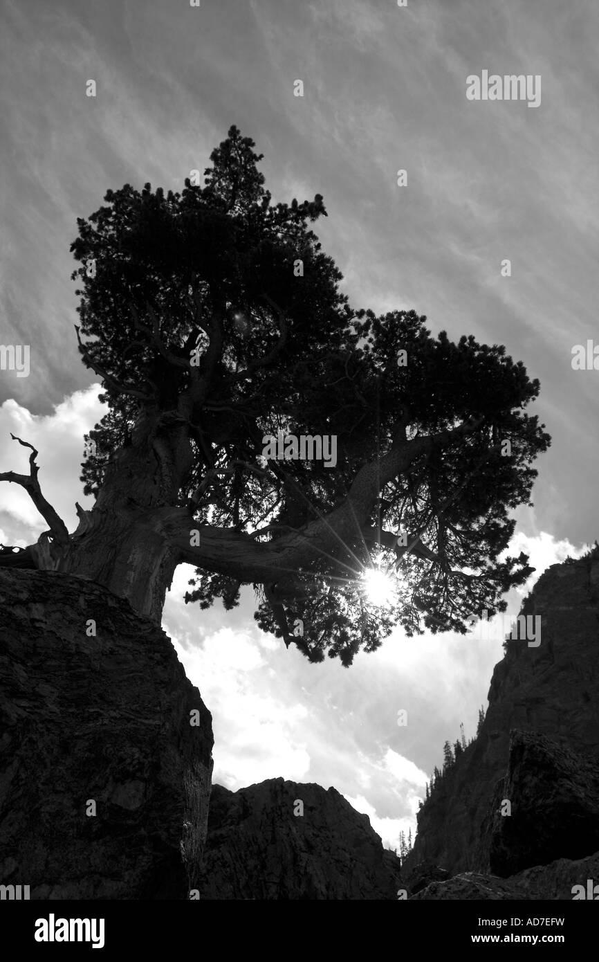 Bristlecone pine tree Black and White Stock Photos & Images - Alamy