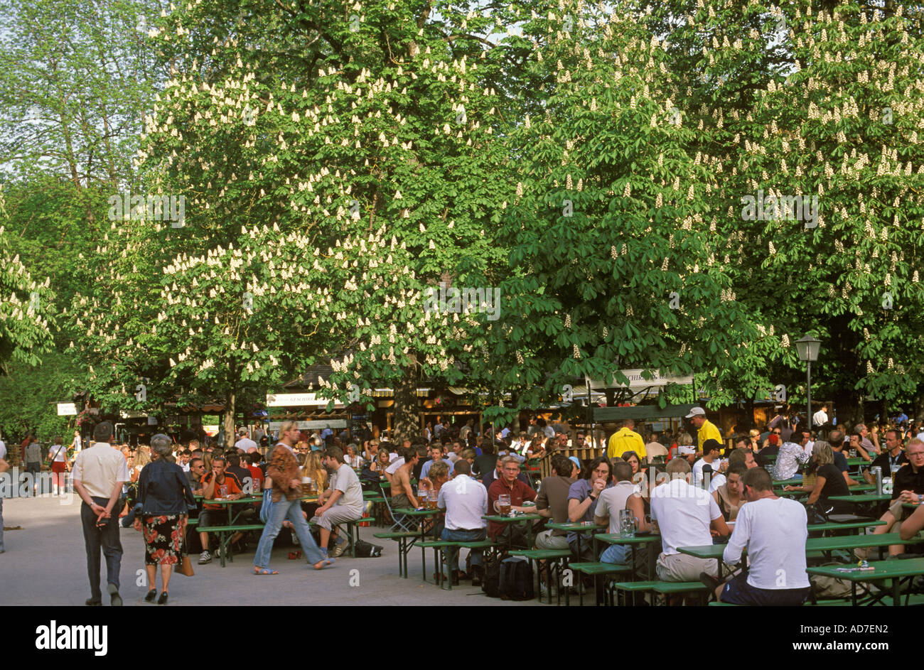 beer garden Chinese Tower in English Garden blooming chestnut trees ...