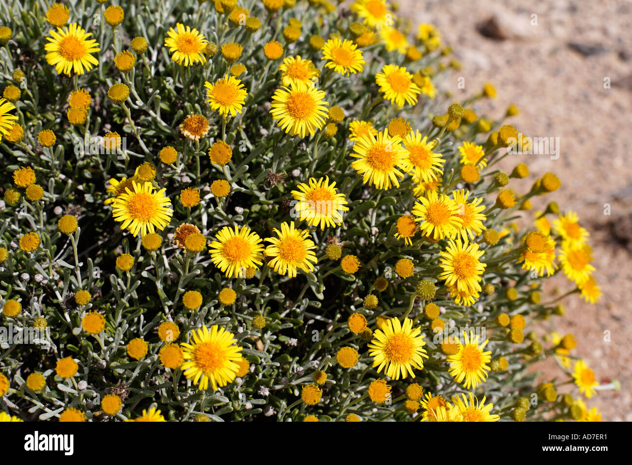 Fragrant oxeye Nauplius graveolens Asteriscus graveolens Fuerteventura ...
