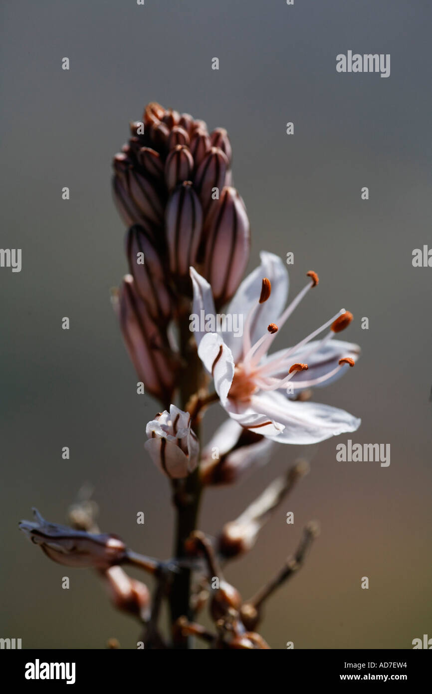 Asphodelus asphodelus sp hi-res stock photography and images - Alamy