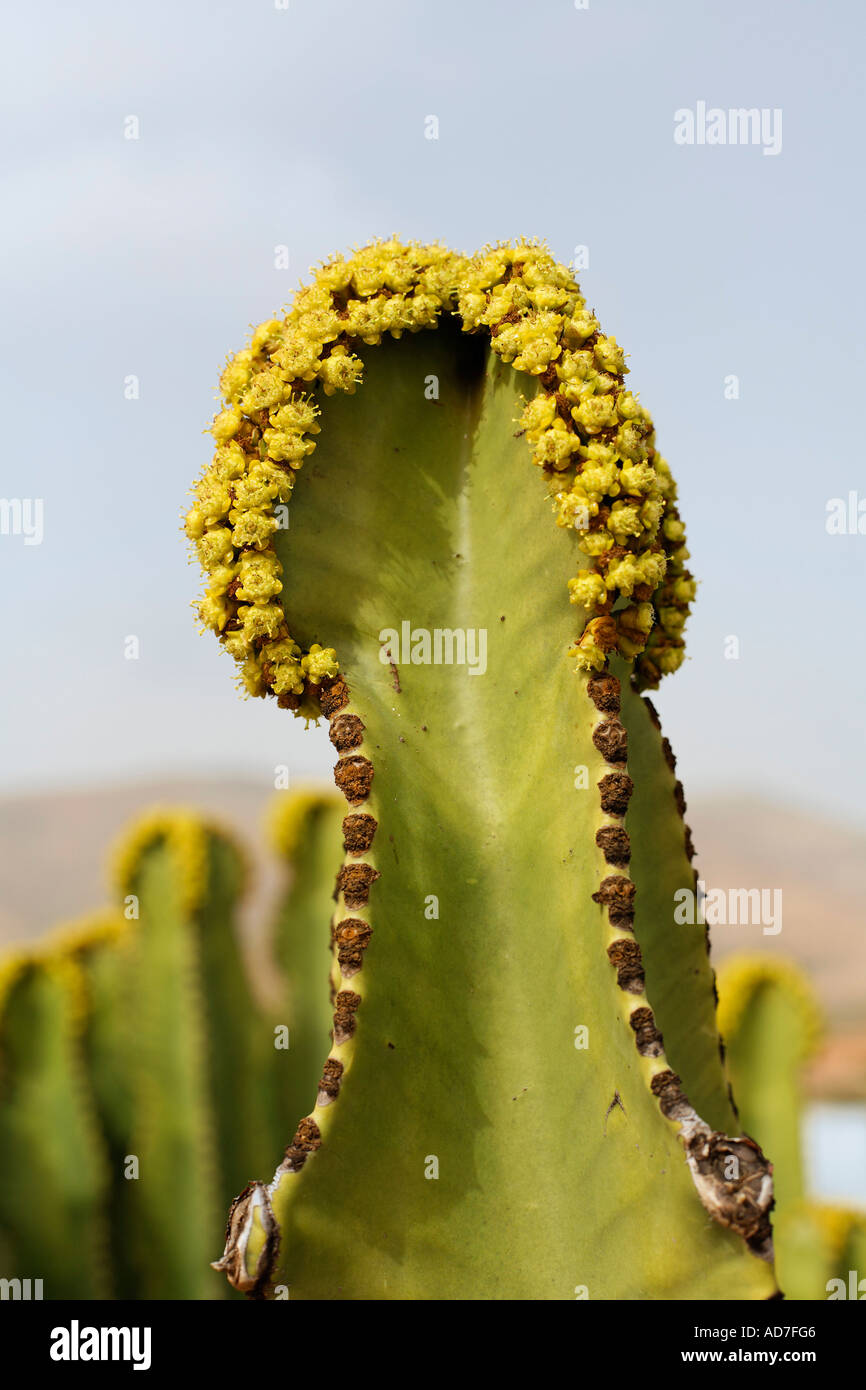 Naboom Candelabra Tree Euphorbia candelabrum Stock Photo - Alamy