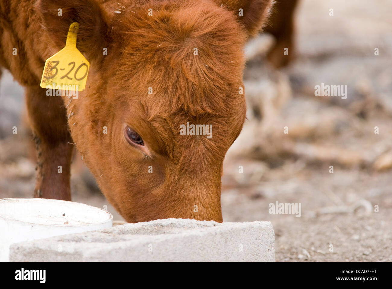 A closeup photo of a cow easting on a farm in rural Nebraska, USA Stock ...