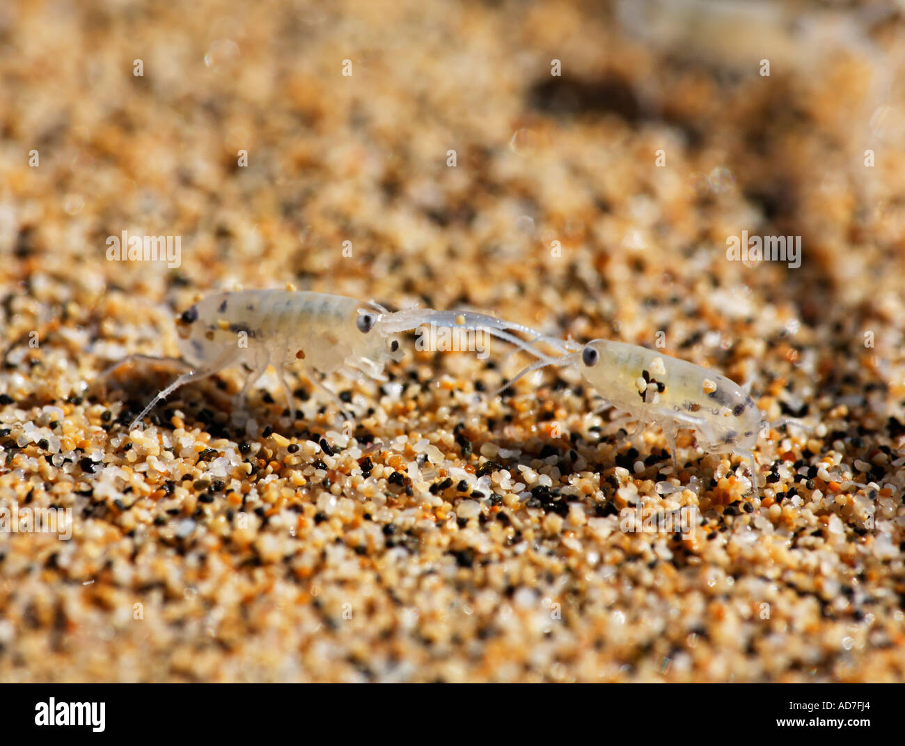Sand hopper Talitrus saltator Fuerteventura Stock Photo - Alamy