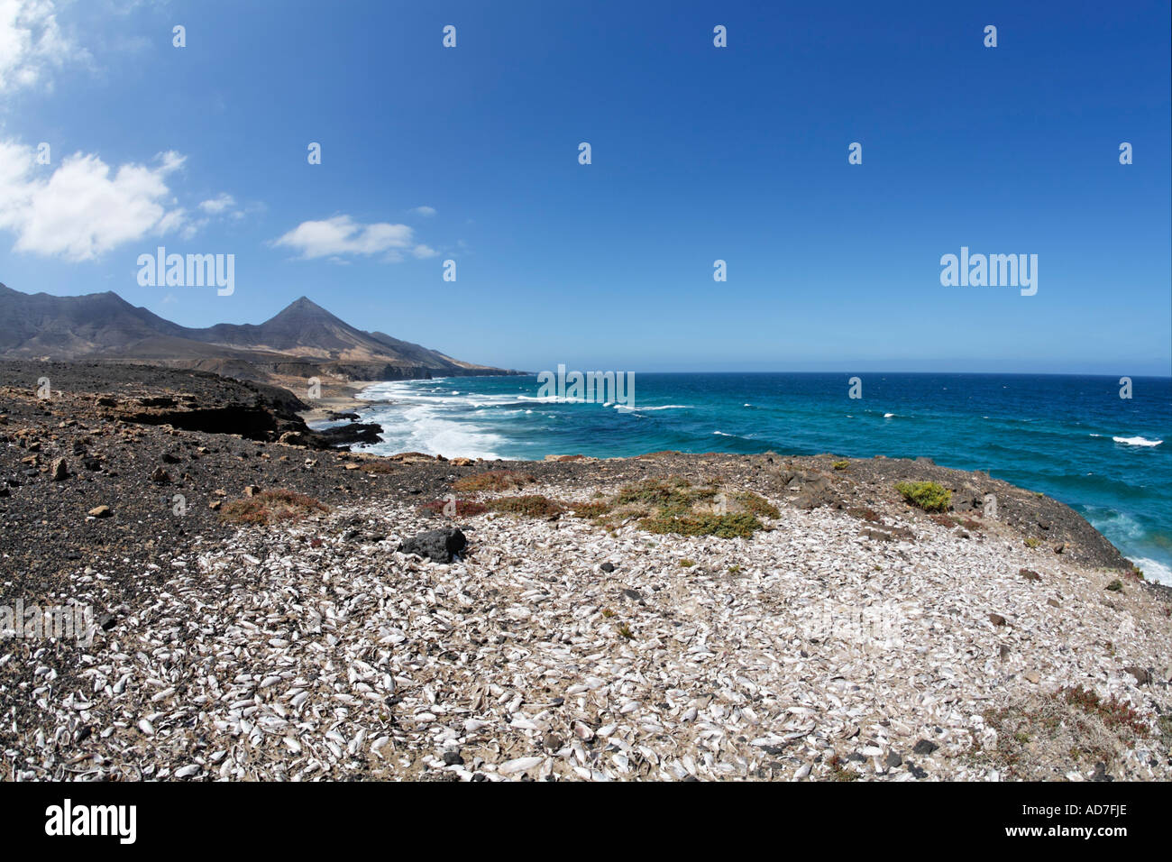 Shell Midden High Resolution Stock Photography and Images - Alamy