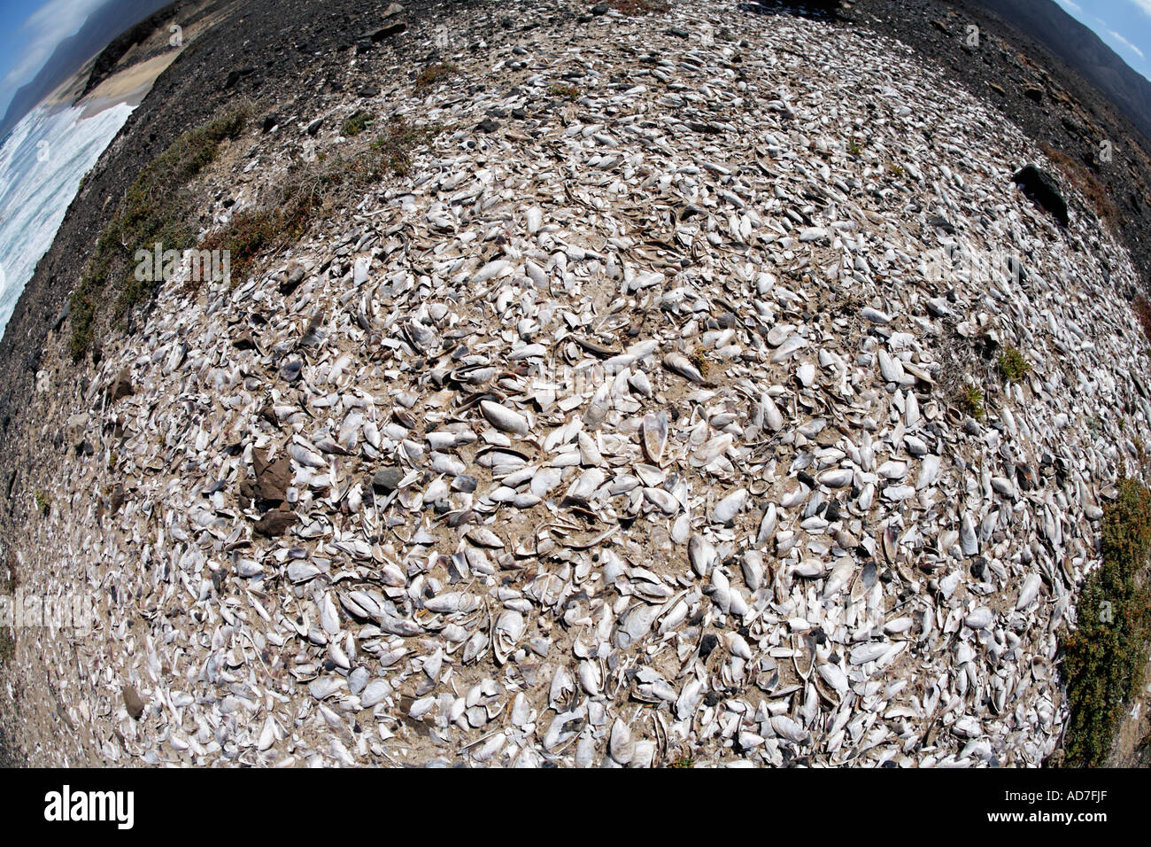 Shell midden hi-res stock photography and images - Alamy