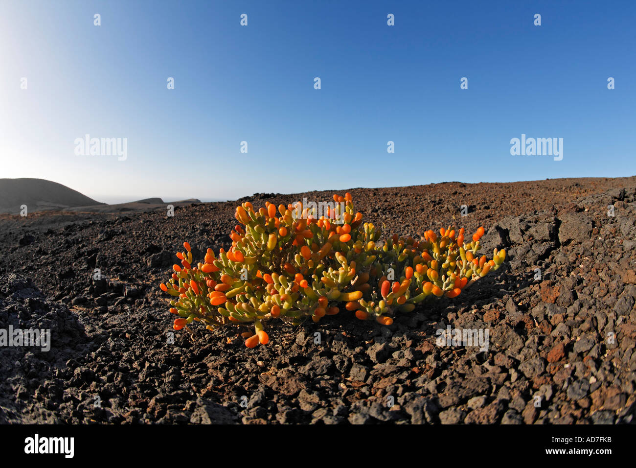 Twinleaf High Resolution Stock Photography and Images - Alamy