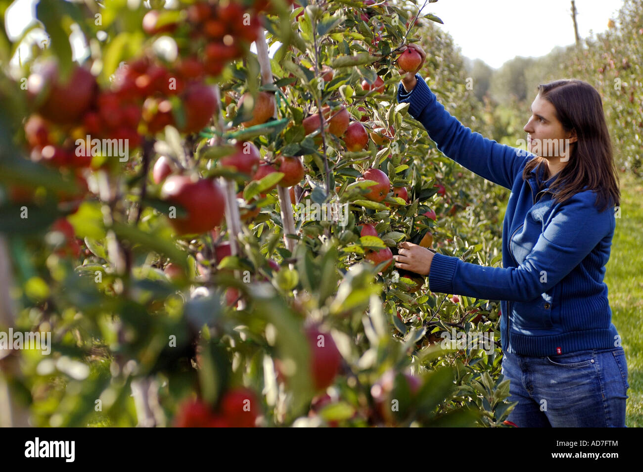 Picking apples in a commercial orchard Belgium Stock Photo - Alamy