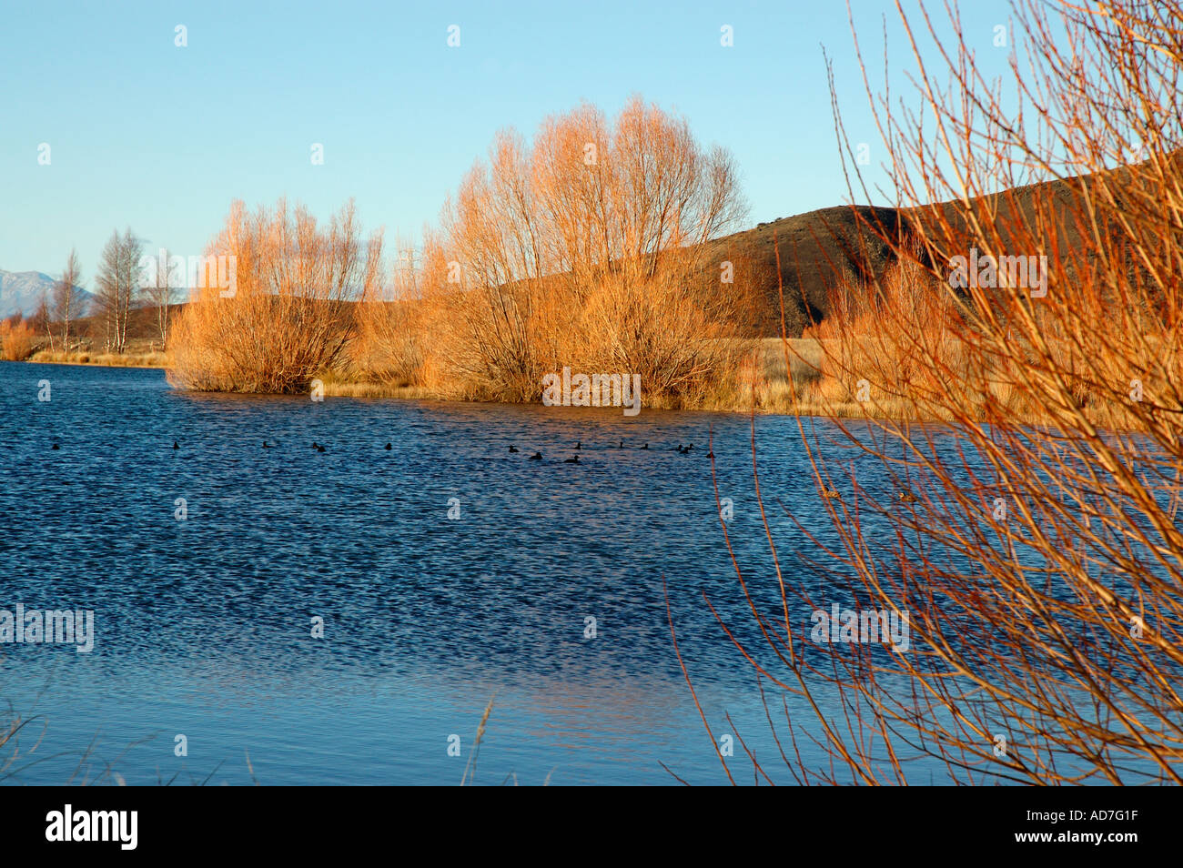 Willow trees in winter Stock Photo - Alamy