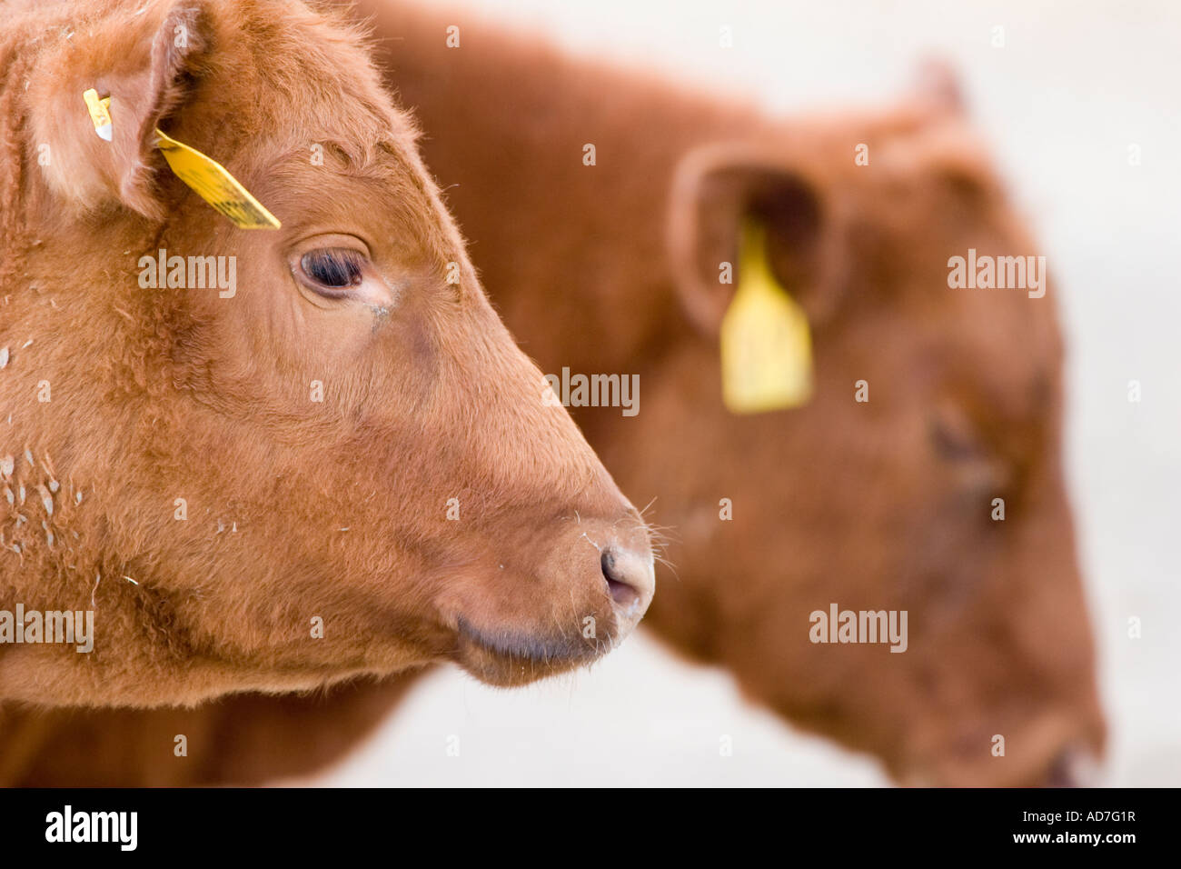 A closeup photo of two brown cows in rural Nebraska, USA Stock Photo ...