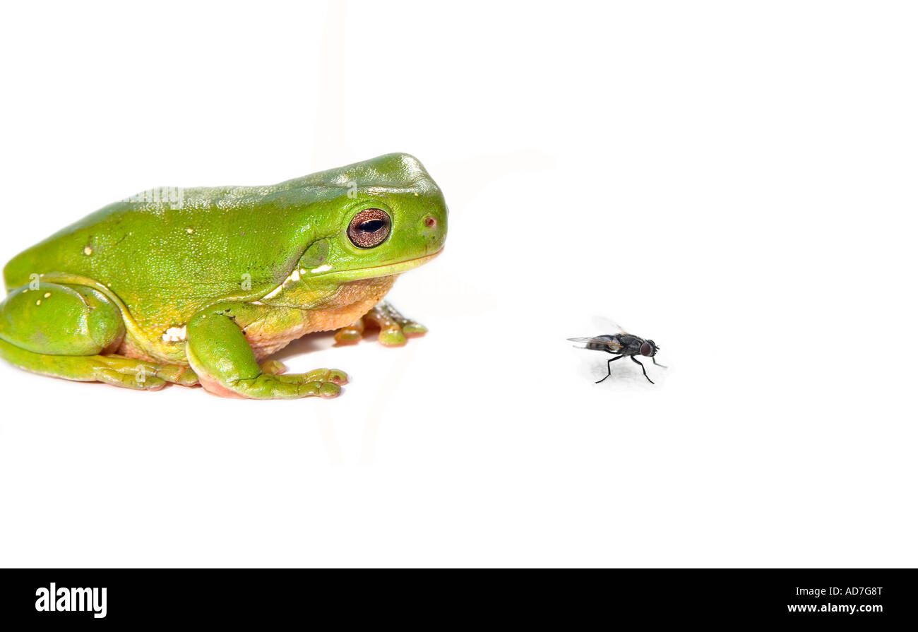 litoria caerula a green tree frog on white looks at a fly in front of ...