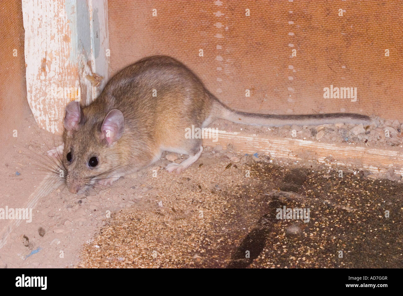 White throated Woodrat Neotoma albigula Tucson Arizona United States 18 ...