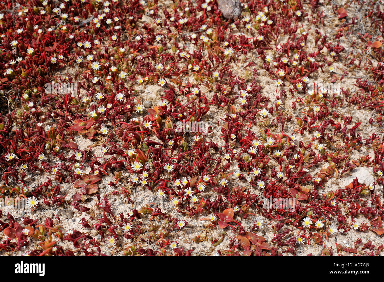 Common Ice Plant Mesembryanthemum crystallinum Fuerteventura Canary ...