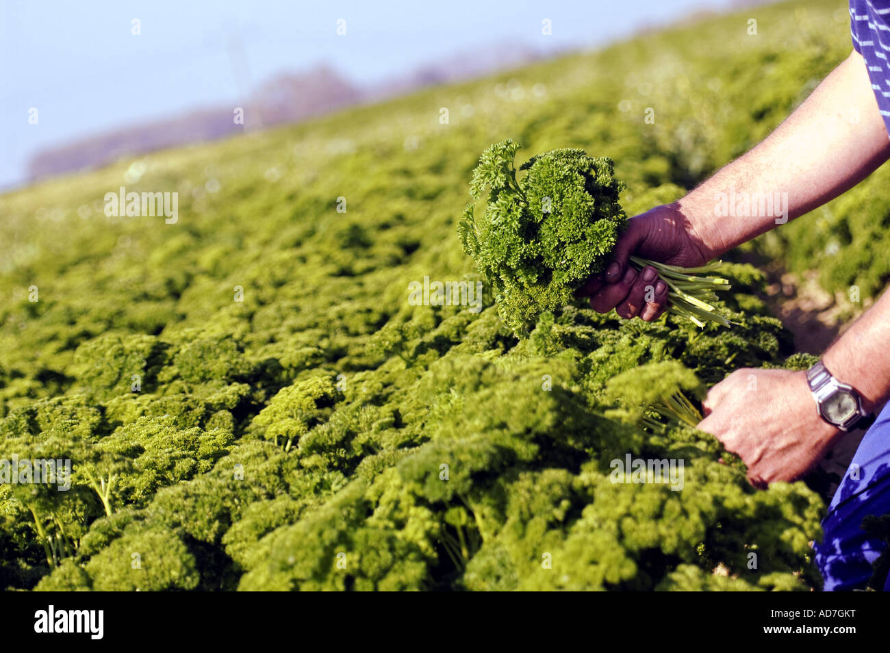 Commercial parsley farm Belgium Stock Photo - Alamy