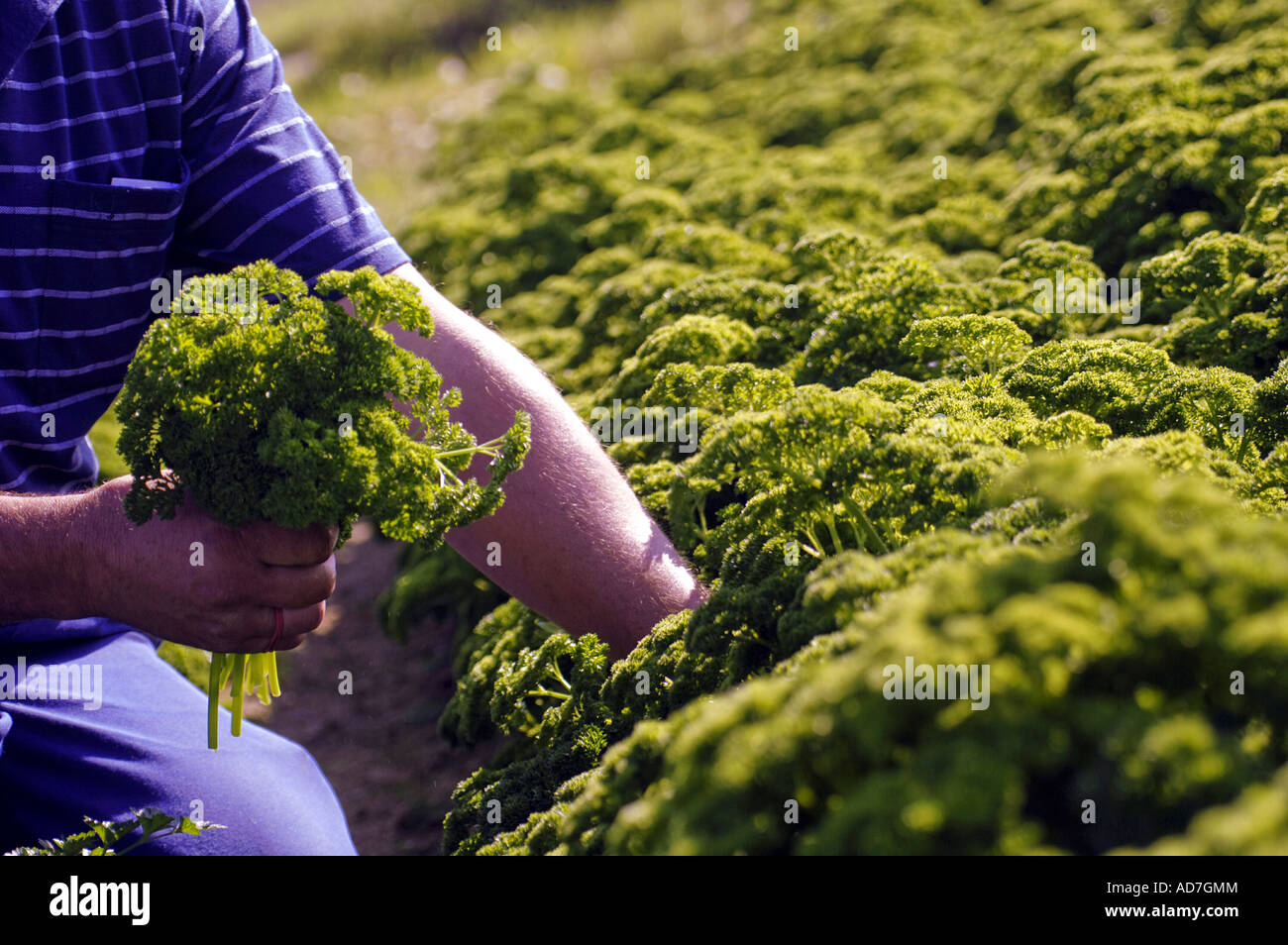 Commercial parsley farm Belgium Stock Photo - Alamy